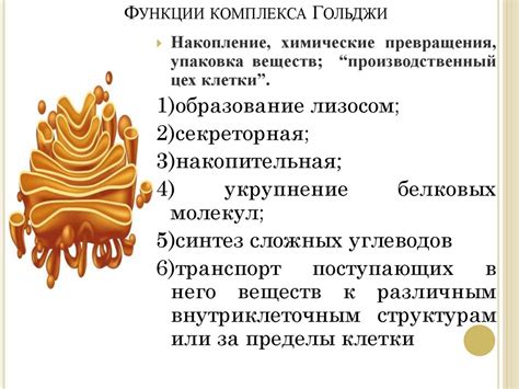 Органоиды клетки Лекция №5 презентация онлайн