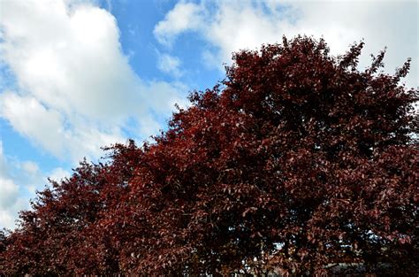 잎은 직사각형 오바테 또는 타원형이며 나무가 태양이 가득 차면 색상이 어두운 부르고뉴입니다 이러한 밝은 색상의 작은 나무는 교복 녹색 정원을 방해하기에 매우 적합합니다 0