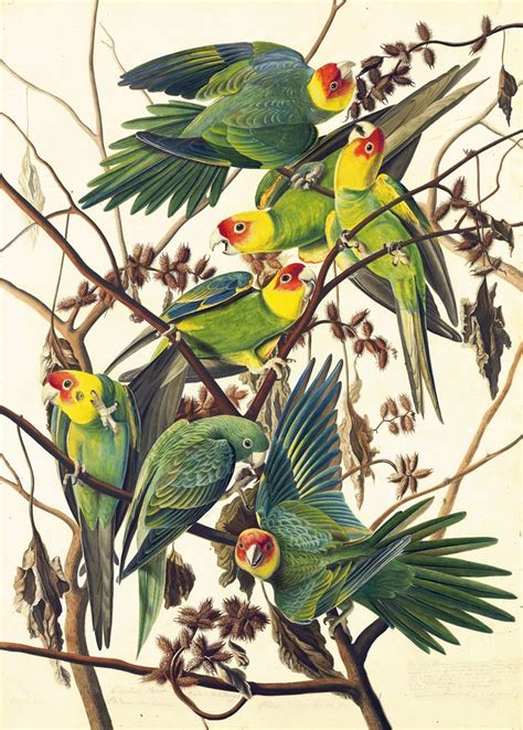 Carolina Parakeets In John James Audubons Birds Of America Carolina
