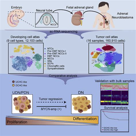 Single Cell Characterization Of Malignant Phenotypes And Developmental