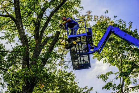 Tree Trimming Versus Tree Pruning Forest Tree Service