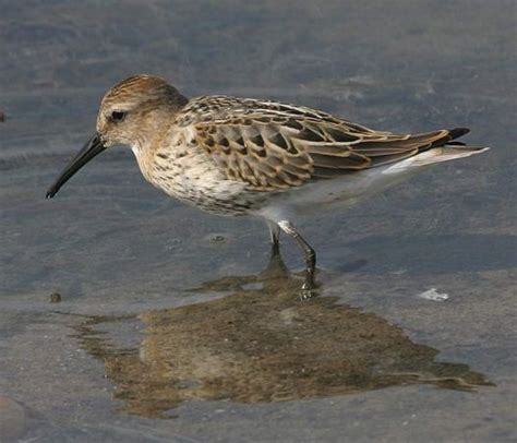 Dunlin Birdforum Opus Birdforum