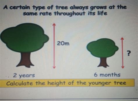Solved A Certain Type Of Tree Always Grows At The Same Rate Throughout