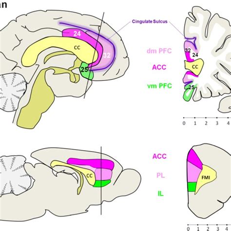 Anatomical Locations Of The Anterior Cingulate Cortex Acc Prelimbic Download Scientific