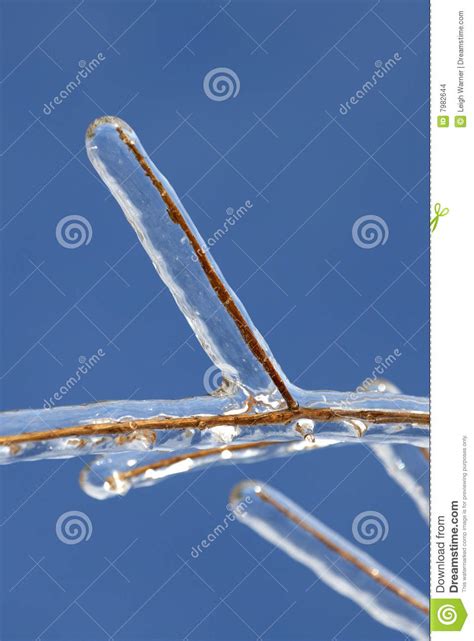 Frozen Tree Branch Stock Photo Image Of Storm Branch 7982644