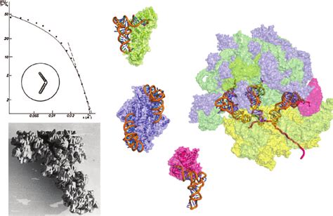 From The Single Macromolecule To Its Integration In Supramolecular Download Scientific Diagram