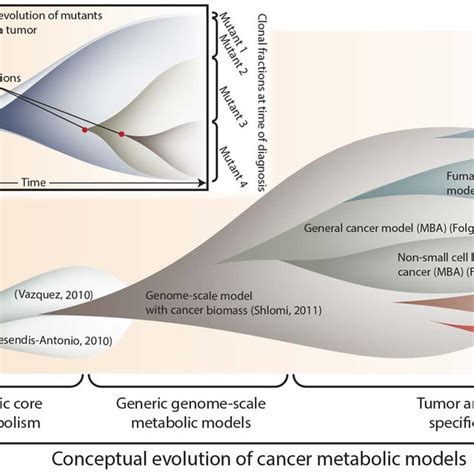 The Conceptual Evolution Of Constraint Based Models Of Cancer Download Scientific Diagram