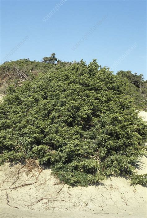 Juniperus Oxycedrus Subsp Macrocarpa Stock Image C002 9314