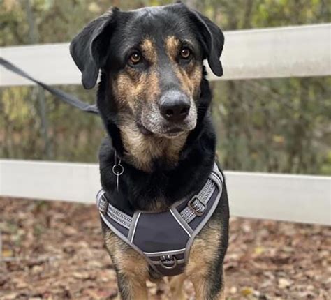 Dog Adoptions Are Free Through Saturday At The Escambia Animal Shelter