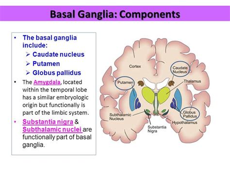 Basal Ganglia Function Diagram