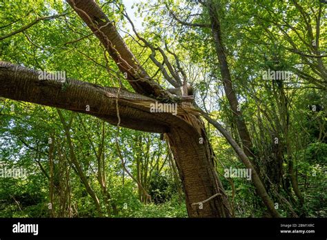 Split Tree Trunk Hi Res Stock Photography And Images Alamy