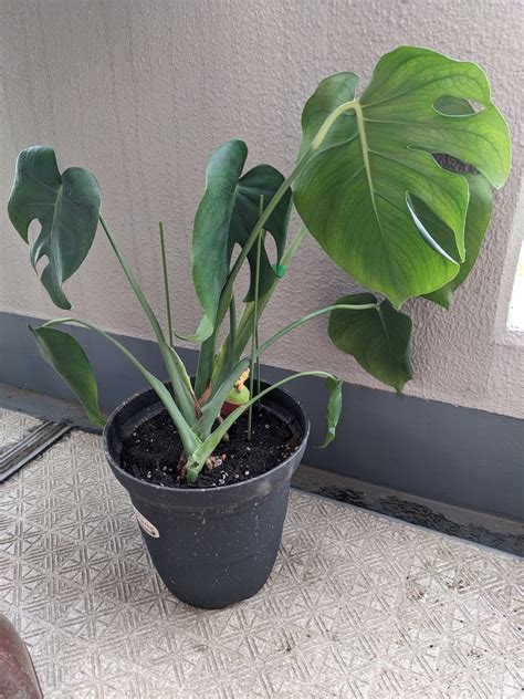 モンステラの植え替え ムーン☘️ステラ