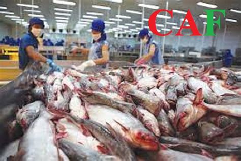 Kinh nghiệm làm kế toán trong công ty thuỷ sản Công Ty TNHH Dịch Vụ Tư Vấn CAF