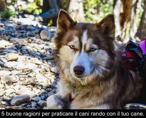 5 Buone Ragioni Per Praticare Il Cani Rando Con Il Tuo Cane