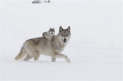 Python中的args和kwargs 源码巴士