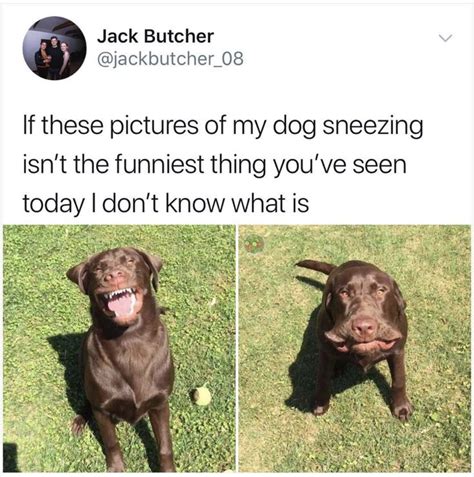 Funny Random Meme Dump Funny Animal Memes Funny Animals Dog Sneezing