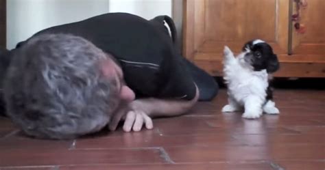 Tiny Shih Tzu And Its Owner Steal The Hearts Of Millions With Their Play