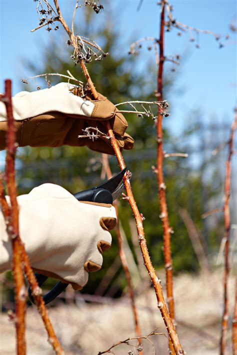 6 Tips For Pruning Raspberries To Boost Your Harvest