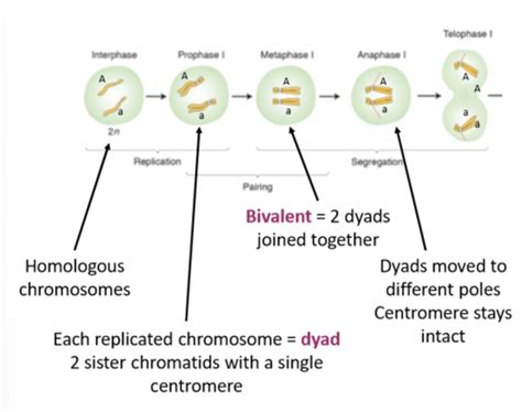 Sexual Cell Cycle B Mutation Flashcards Quizlet