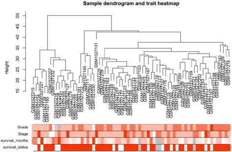 samples clustering to detect outliers gse62452 sample dendrogram and