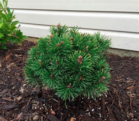 Горная сосна: описание, посадка и уход, виды и сорта, ландшафтный дизайн