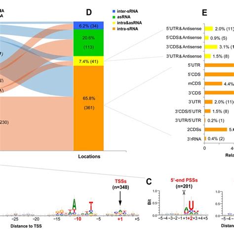 Sequence And Structure Features Of Srnas With Different Download