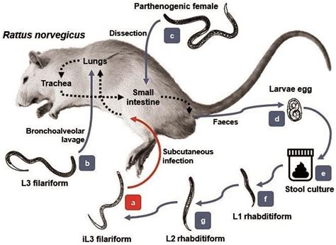 Experimental Life Cycle Of S Venezuelensis In Wistar Rat R