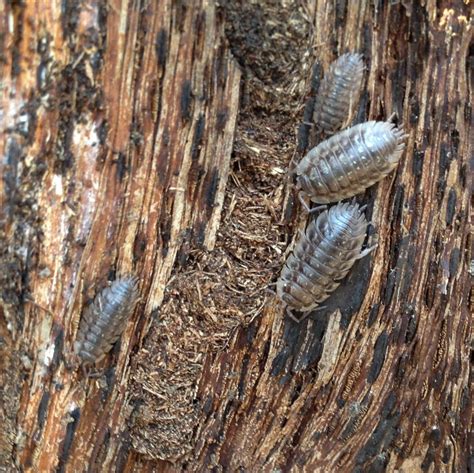 Group Of Pill Bugs Crawling On Tree Bark