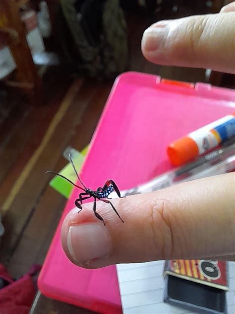 Need Help Identifying These Two Insects R Insects