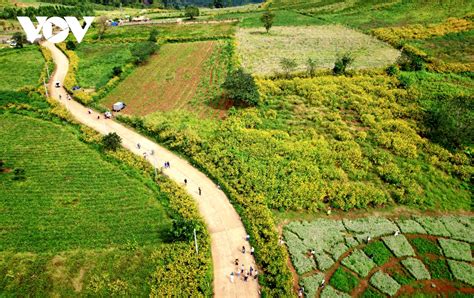 Ngắm sắc vàng rực rỡ của dã quỳ Chư Đang Ya