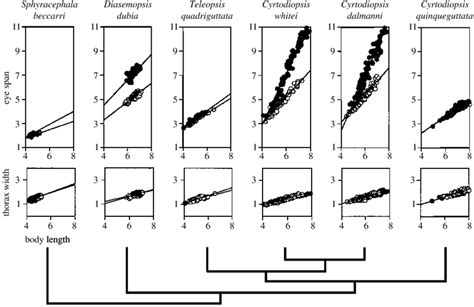 Bivariate Plots Of Eye Span And Thorax Width Against Body Length For