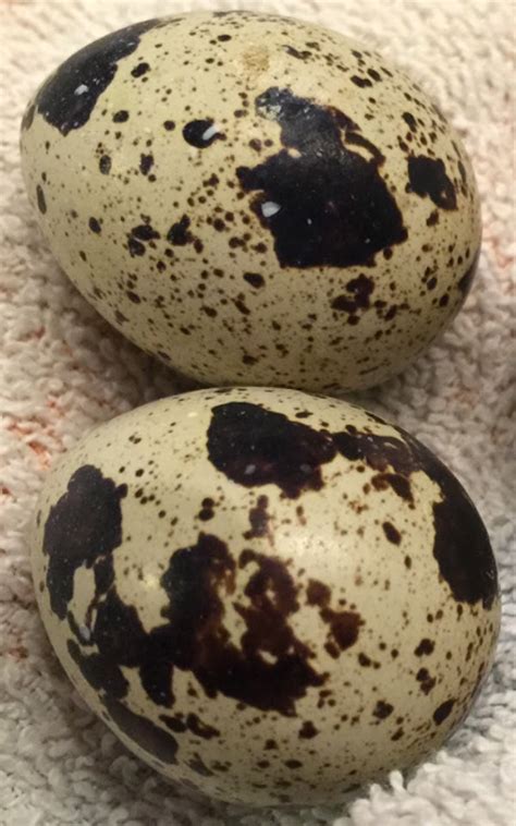 Hatching Quail Eggs Simple Steps For Beginners