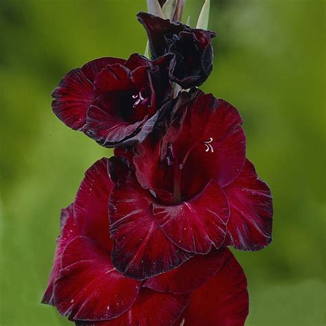 Gladiolus Grandiflora Bulbs At Victoria Melrose Blog