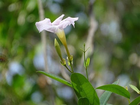 Mangrovevine Search Native Plant Hub