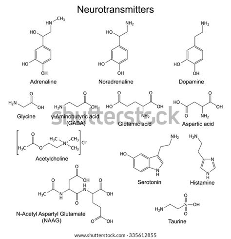 Neurotransmitters Structure