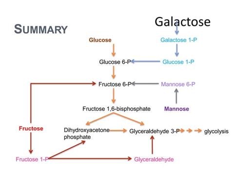 Formation And Fate Of Glucose 6 Phosphatepptx Endocrine And
