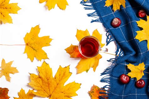 담요와 흰색 배경에 잎 차 한잔 텍스트에 대 한 장소입니다 가 편안 함 3위에 대한 스톡 사진 및 기타 이미지 3위 가을 개념 Istock