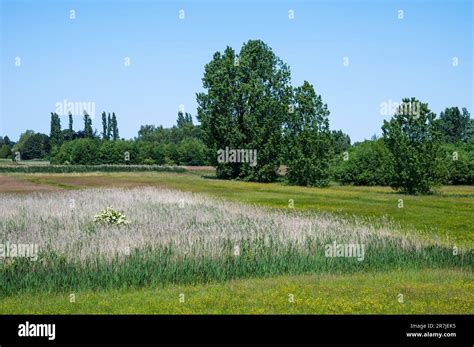 Wild Grasses And Trees At The Natural Fluid Area Of The River Scheldt