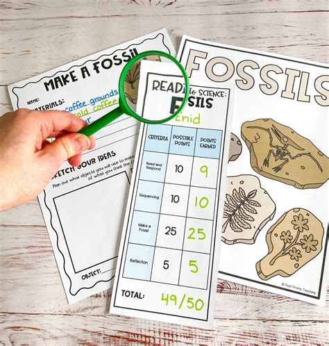 Fossil Worksheets Grade 2