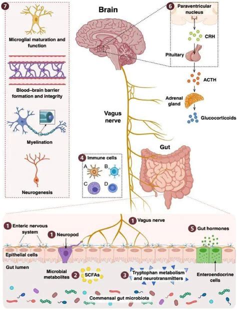 微生物组与代谢组联合研究丨微生物 肠 脑轴的研究和应用专题 肠道