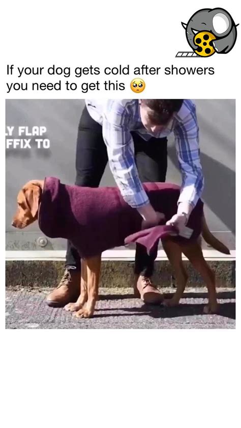 🥰 دوختن لباس برای سگ های خانگی 💥💯 فیلو