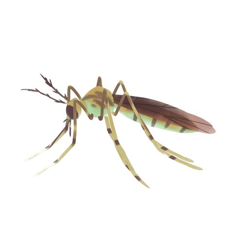 모기를 빠는 곤충 일러스트 Insect 흡혈귀 모기 Png 일러스트 및 Psd 이미지 무료 다운로드 Pngtree