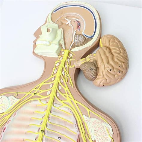 Modell Des Nervus Phrenicus