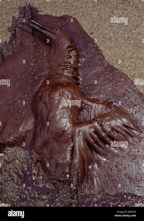 Oiled Hi Res Stock Photography And Images Alamy