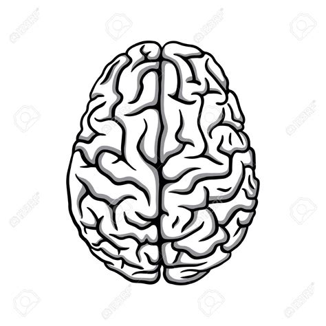 Brain Black And White Clipart 18 Free Cliparts Download Images On