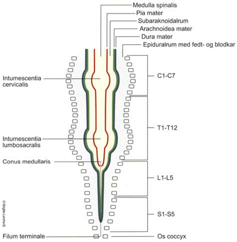 3 Medulla Spinalis Flashcards Quizlet