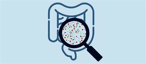 The Gut Microbiome How Does It Work Analysis Of Your Gut Microbiome