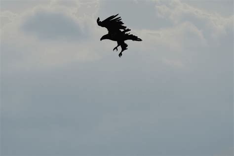 Birds Attacking People