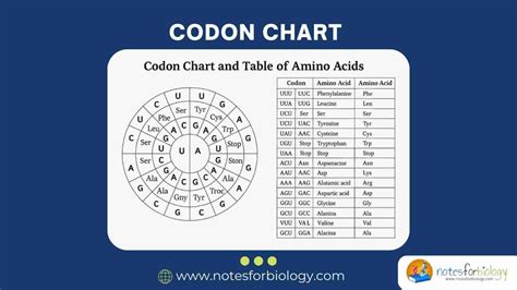 Codons Chart And Table Of Amino Acids Best Biology Notes