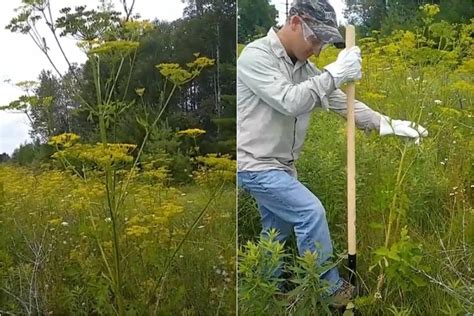 The Status Of Wild Parsnip On State Highways Door County Pulse